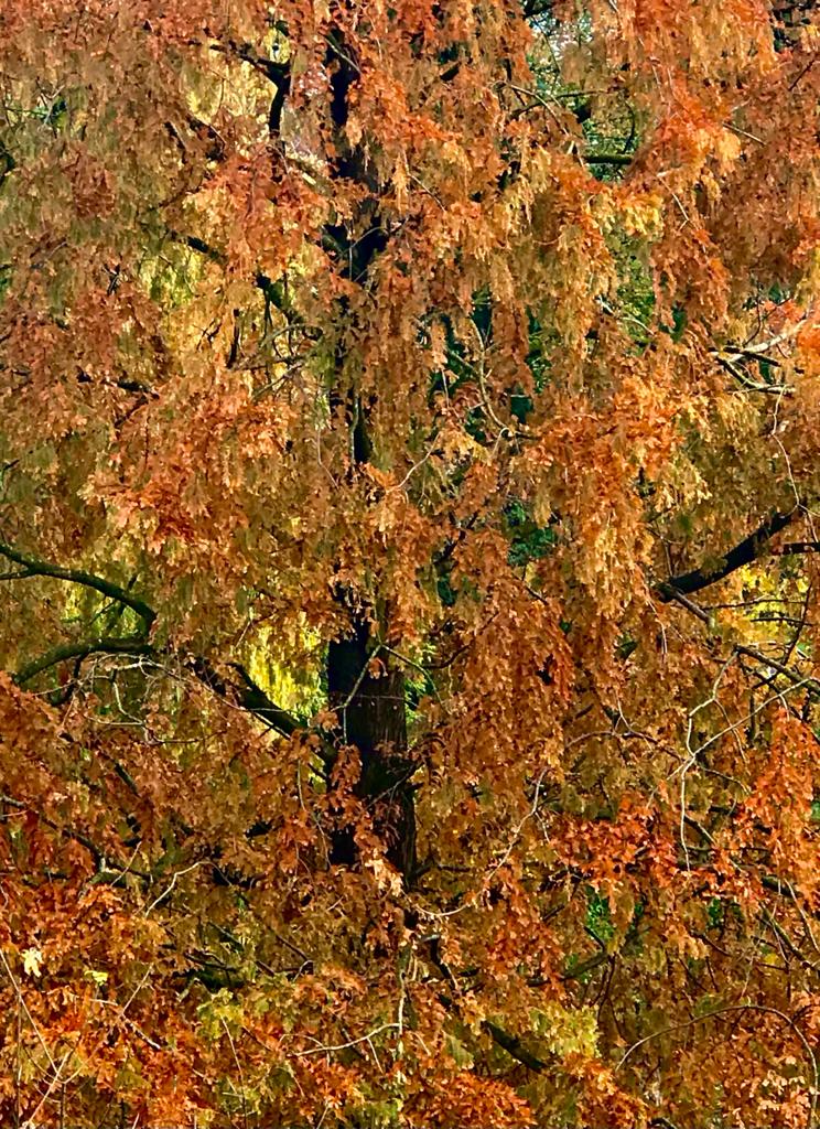 Look closely with awe – nurturenature